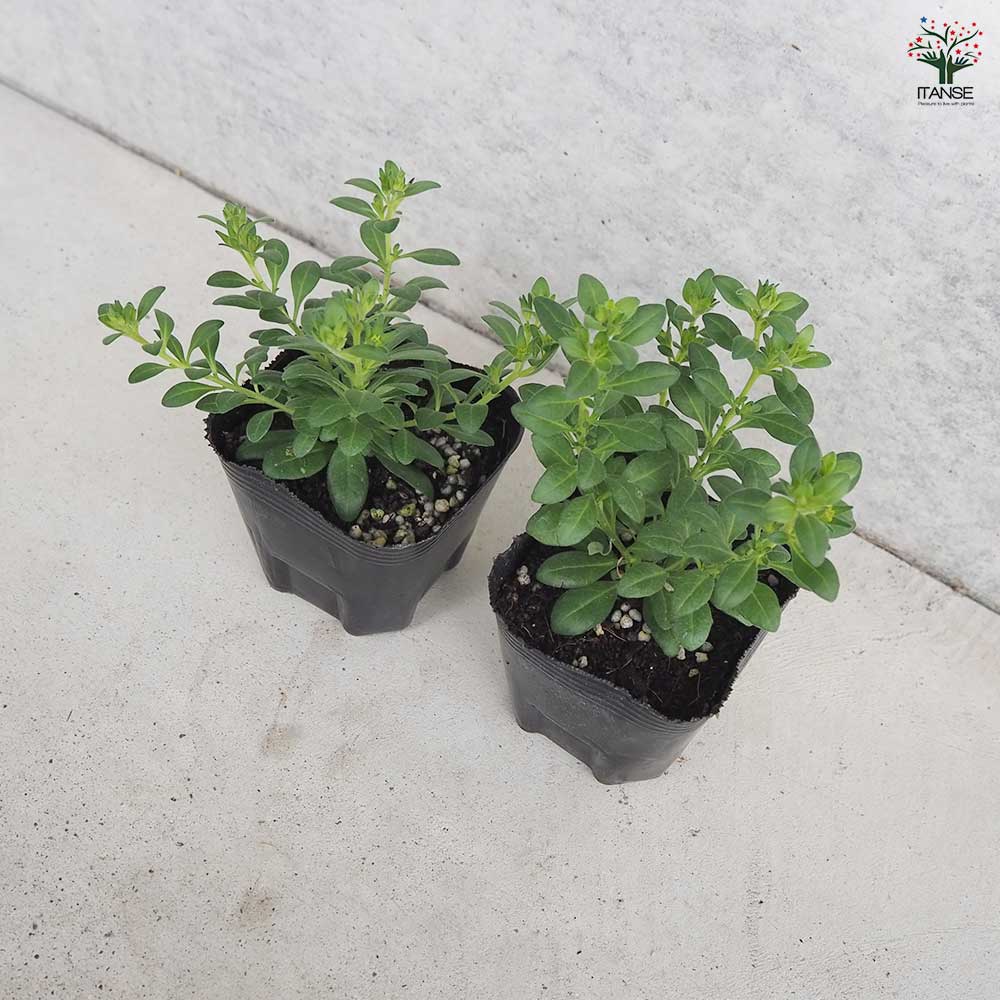 カリブラコア カリビアーナ Wアプリコット 【花苗 9cmポット／お買い得3個セット】｜ 【植物のITANSE】全品送料無料・即出荷!