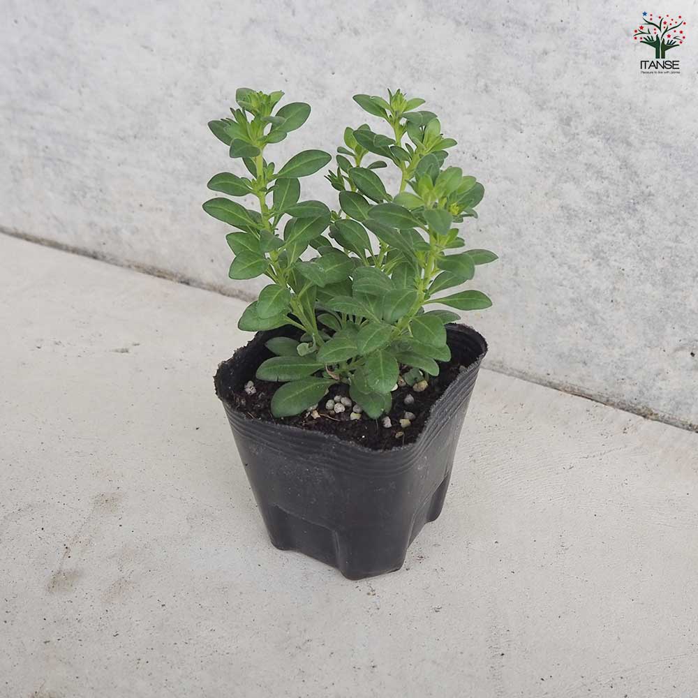 カリブラコア カリビアーナ Wアプリコット 【花苗 9cmポット／お買い得3個セット】｜ 【植物のITANSE】全品送料無料・即出荷!