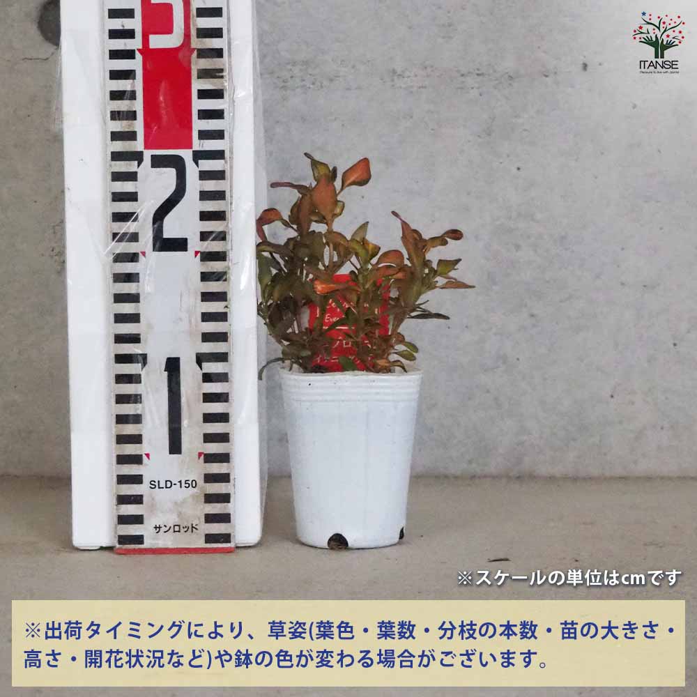 コプロスマ イブニンググロー 【花苗 2.5号ポット】｜ 【植物のITANSE】全品送料無料・即出荷!
