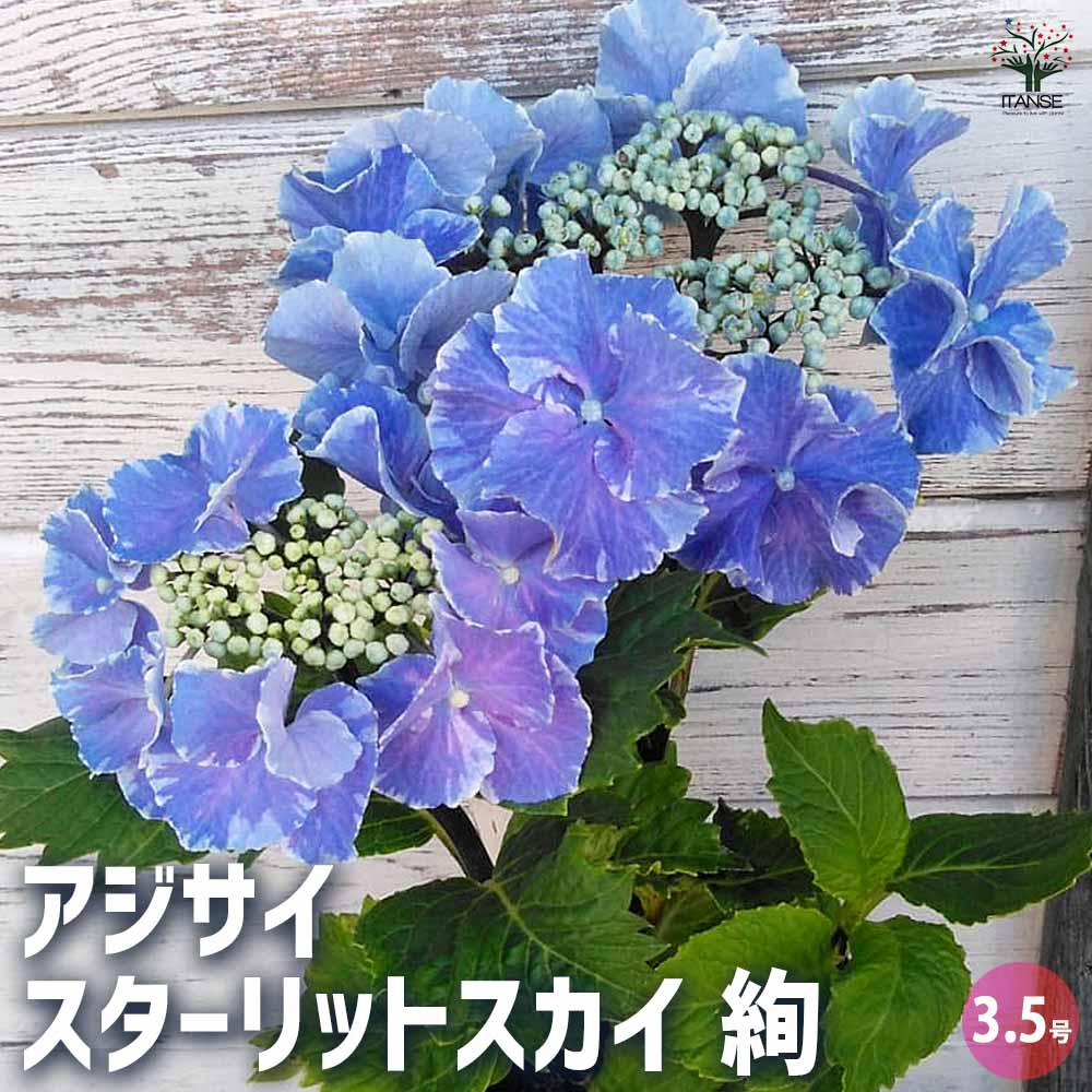 アジサイ スターリットスカイ 絢 【花木苗 3.5号ポット】｜ 【植物のITANSE】全品送料無料・即出荷!