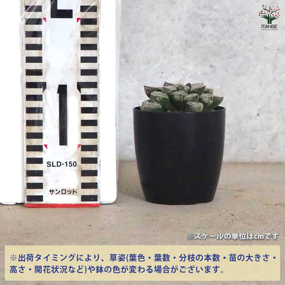 ハオルチア(青) 雪姫 【多肉植物 2.5号ポット／1個売り】｜ 【植物のITANSE】全品送料無料・即出荷!