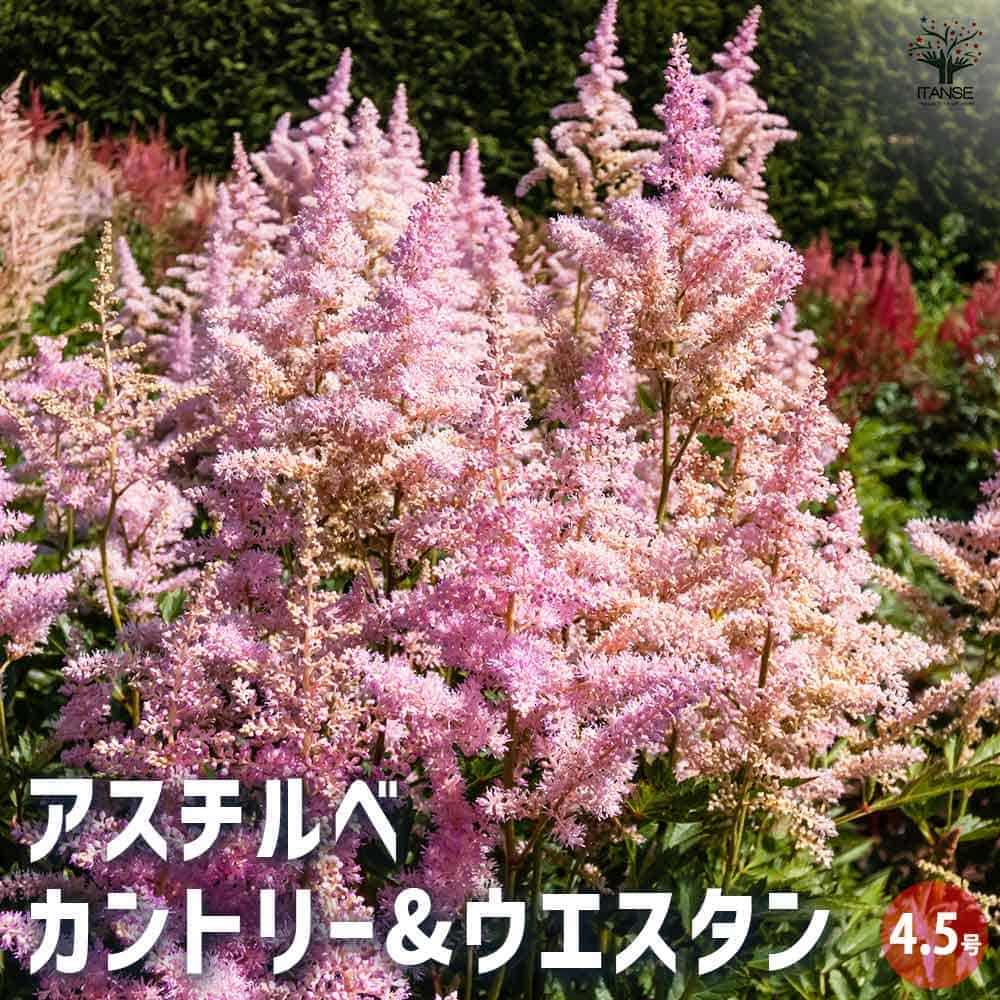 アスチルベ カントリー&ウエスタン 【花木苗 4.5号ポット／1個売り】｜ 【植物のITANSE】全品送料無料・即出荷!