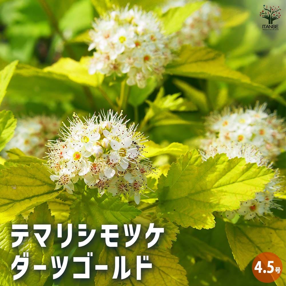 テマリシモツケ ダーツゴールド 【花木苗 4.5号ポット／1個売り】｜ 【植物のITANSE】全品送料無料・即出荷!