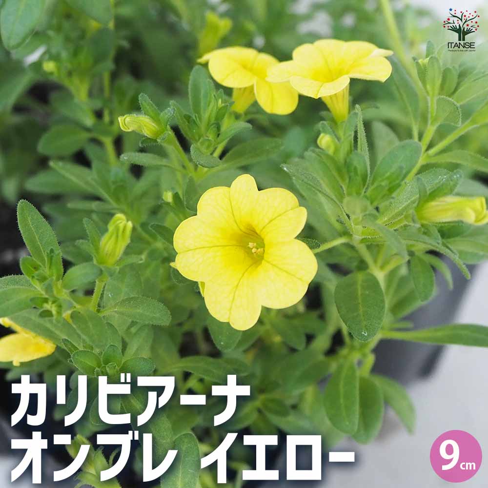 カリビアーナ オンブレ イエロー 2個～【花苗 9cmポット】｜ 【植物のITANSE】全品送料無料・即出荷!