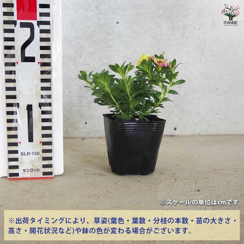 カリビアーナ オンブレ ピンク 2個～【花苗 9cmポット】｜ 【植物のITANSE】全品送料無料・即出荷!