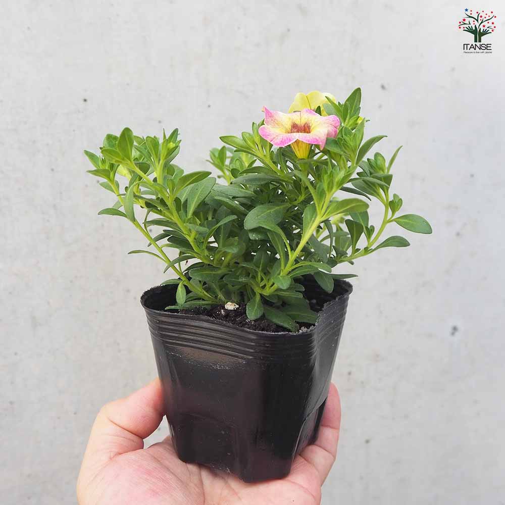 カリビアーナ オンブレ ピンク 2個～【花苗 9cmポット】｜ 【植物のITANSE】全品送料無料・即出荷!