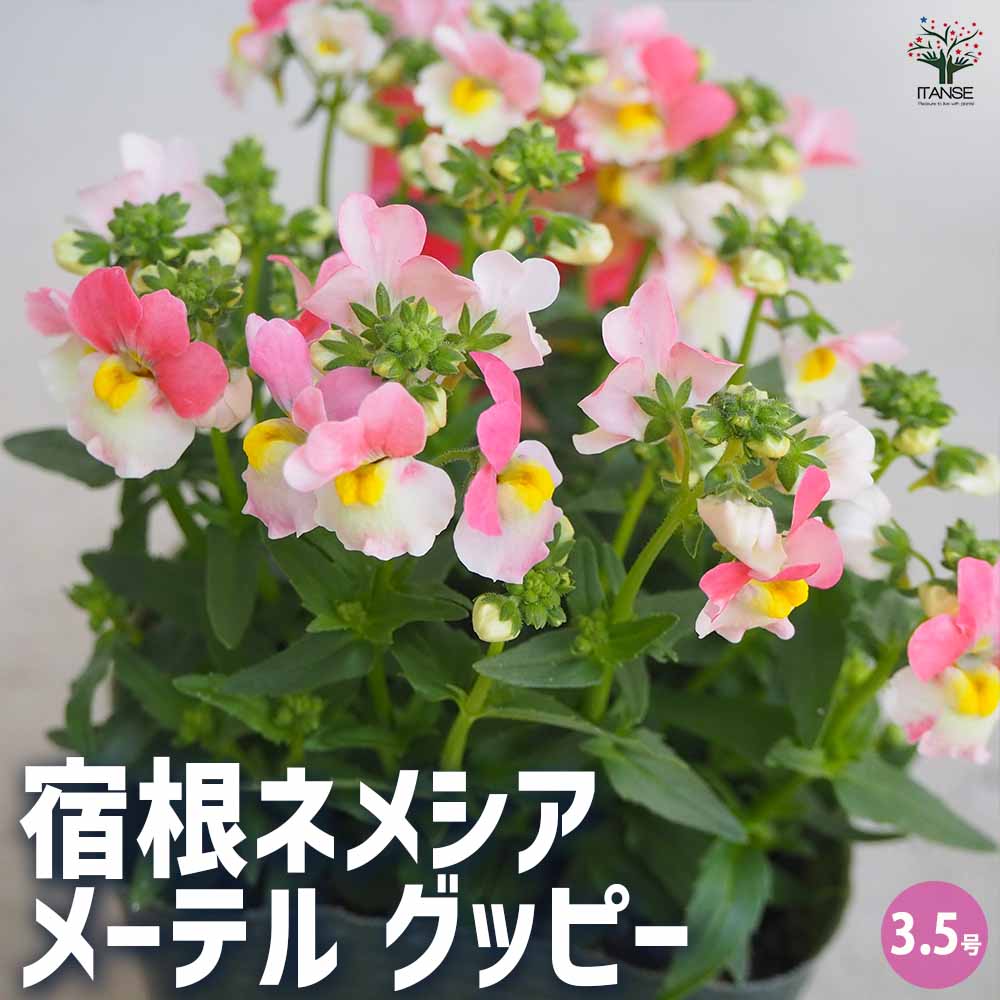 宿根ネメシア メーテル グッピー 【花苗 3.5号ポット】｜ 【植物のITANSE】全品送料無料・即出荷!
