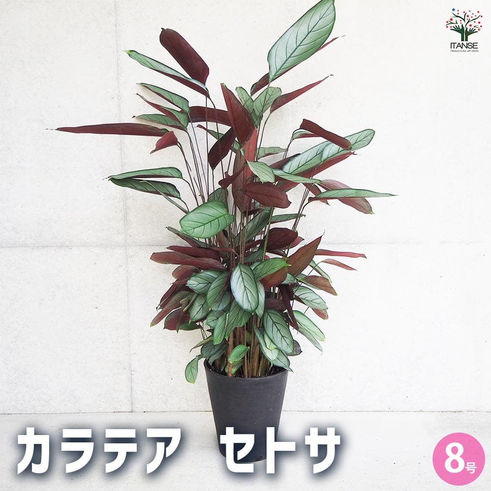 カラテア セトサ 【観葉植物 8号鉢／1個売り】｜ 【植物のITANSE】全品送料無料・即出荷!