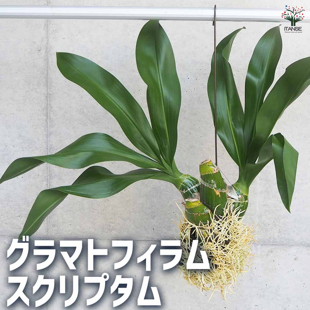 グラマトフィラム スクリプタム 【花苗 吊仕立て／1個売り】｜ 【植物のITANSE】全品送料無料・即出荷!