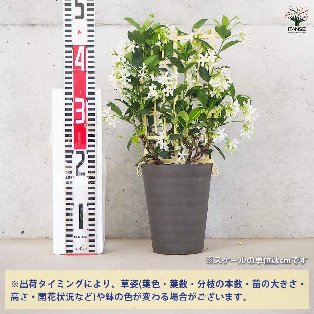 ジャスミン スターフレグランス 【花木苗 5号鉢／1個売り】｜ 【植物のITANSE】全品送料無料・即出荷!