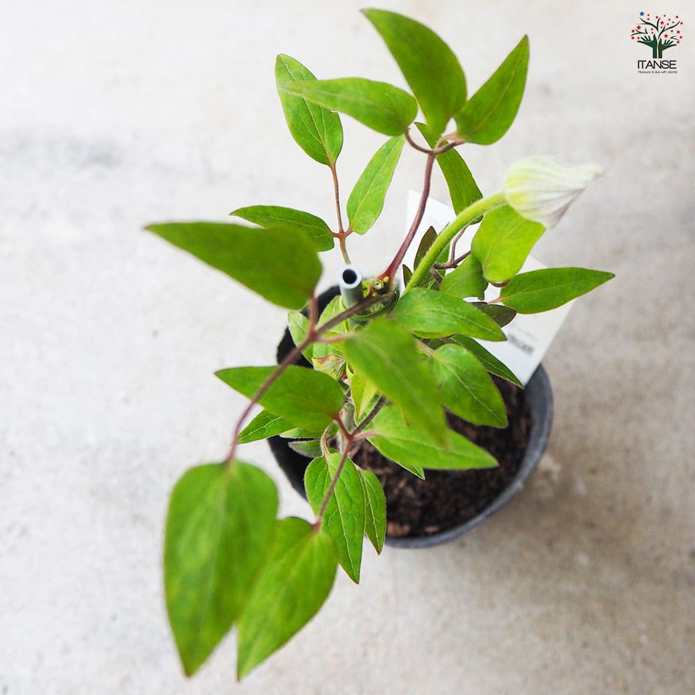 クレマチス ザ・プレジデント 【花木苗 3.5号ポット／1個売り】｜ 【植物のITANSE】全品送料無料・即出荷!