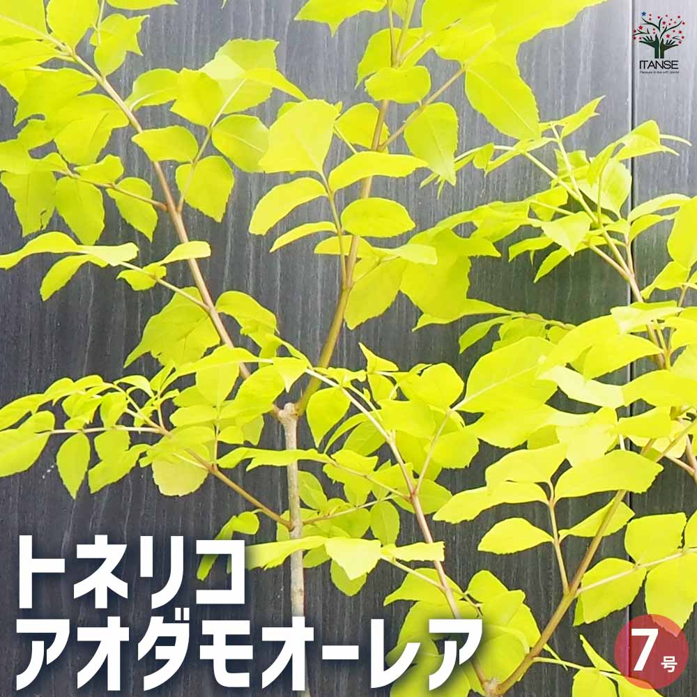 アオダモ オーレア 【庭木 7号鉢／1個売り】｜ 【植物のITANSE】全品送料無料・即出荷!