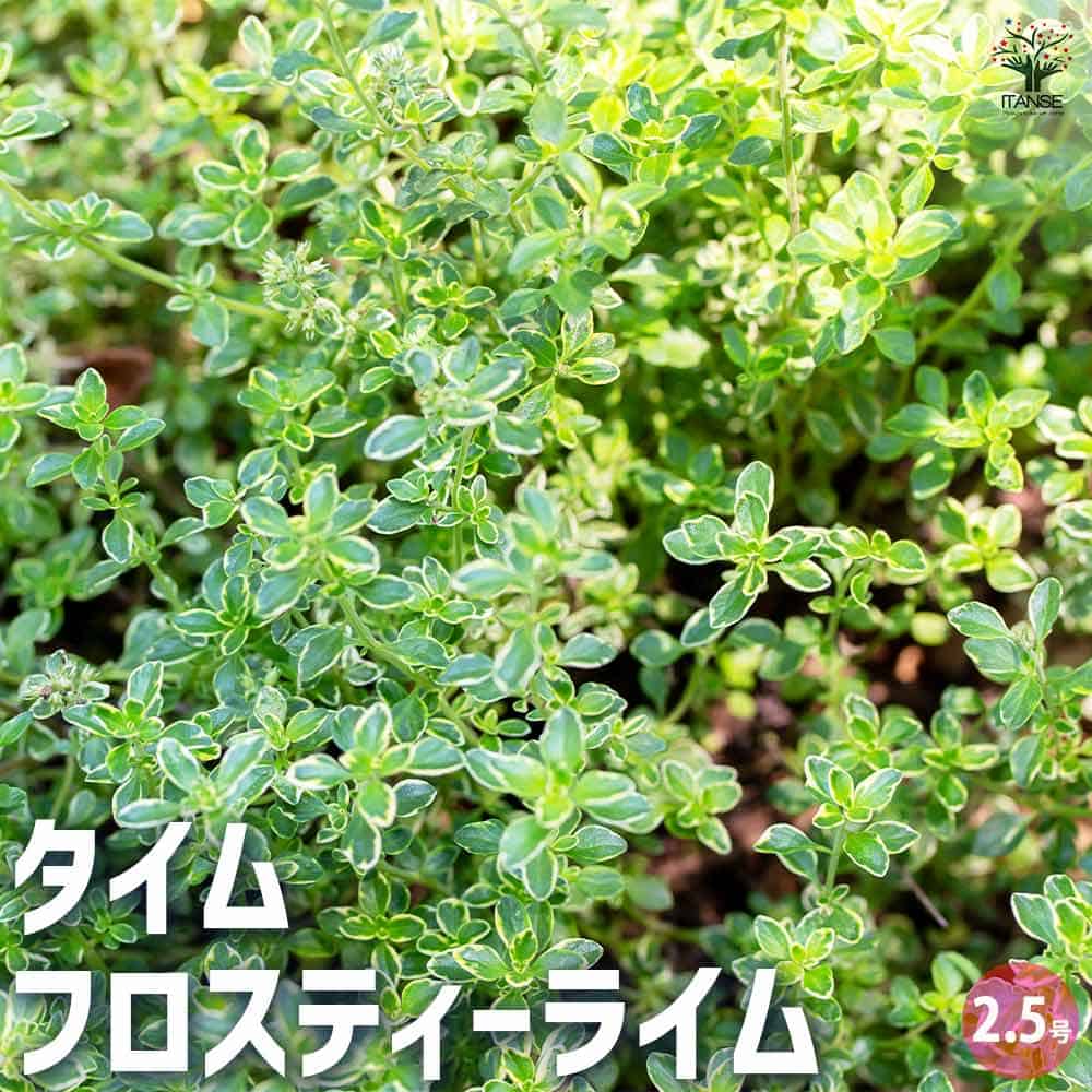 タイム フロスティーライム 2個～【ハーブの苗 2.5号ポット】｜ 【植物のITANSE】全品送料無料・即出荷!