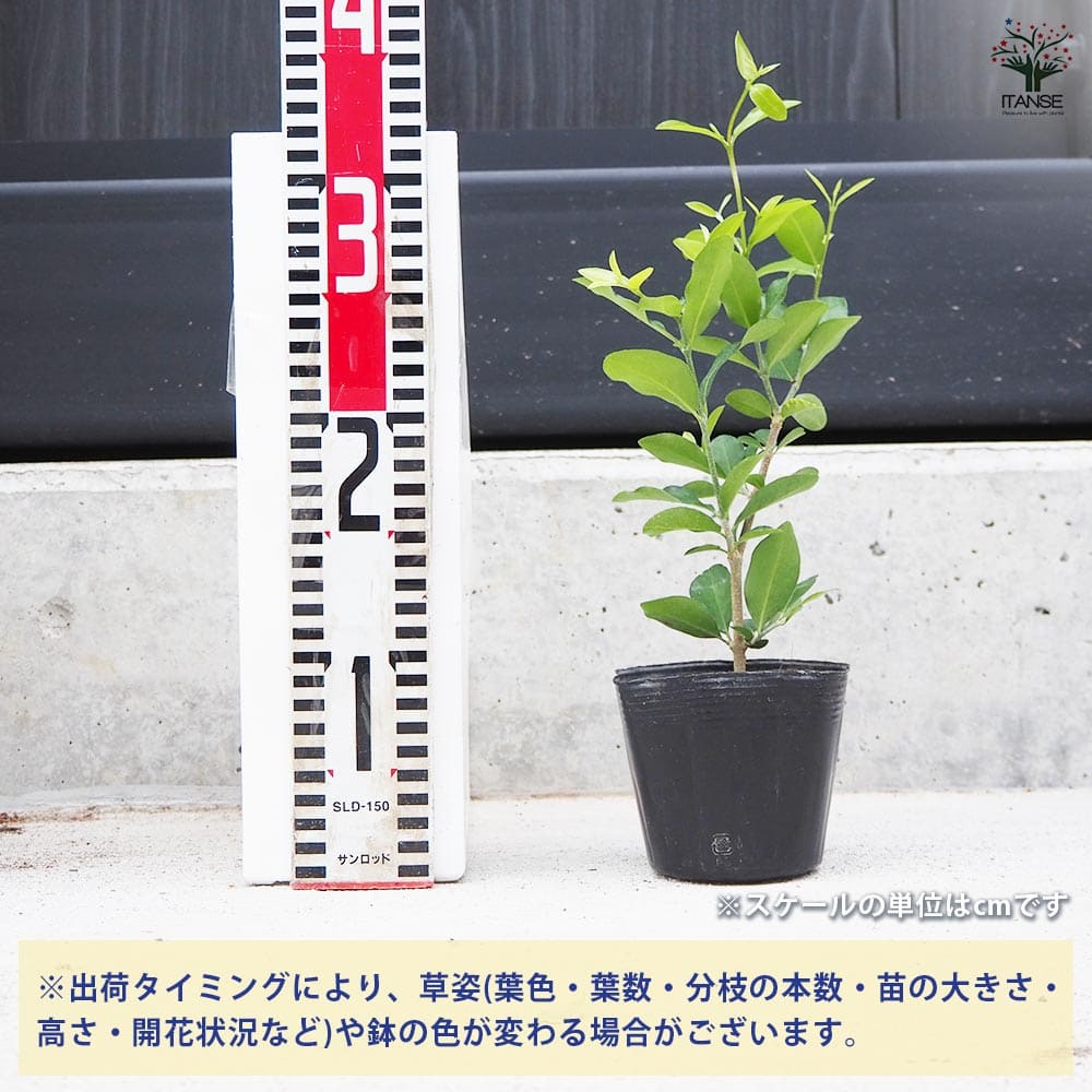 アセロラ TYM 【果樹の苗 10.5cmポット】｜ 【植物のITANSE】全品送料無料・即出荷!