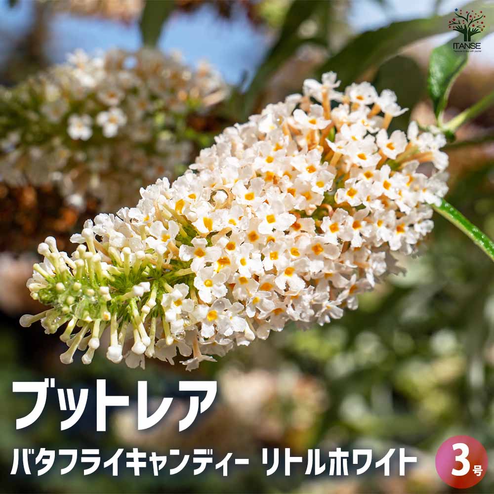 ブッドレア バタフライキャンディー リトルホワイト 【花苗 3号ポット／1個売り】｜ 【植物のITANSE】全品送料無料・即出荷!