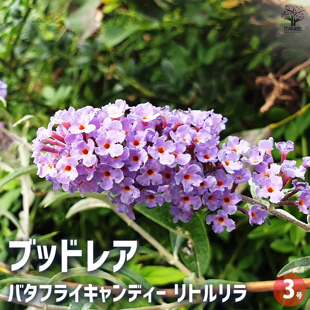 ブッドレア バタフライキャンディー リトルリラ 【花苗 3号ポット／1個売り】｜ 【植物のITANSE】全品送料無料・即出荷!
