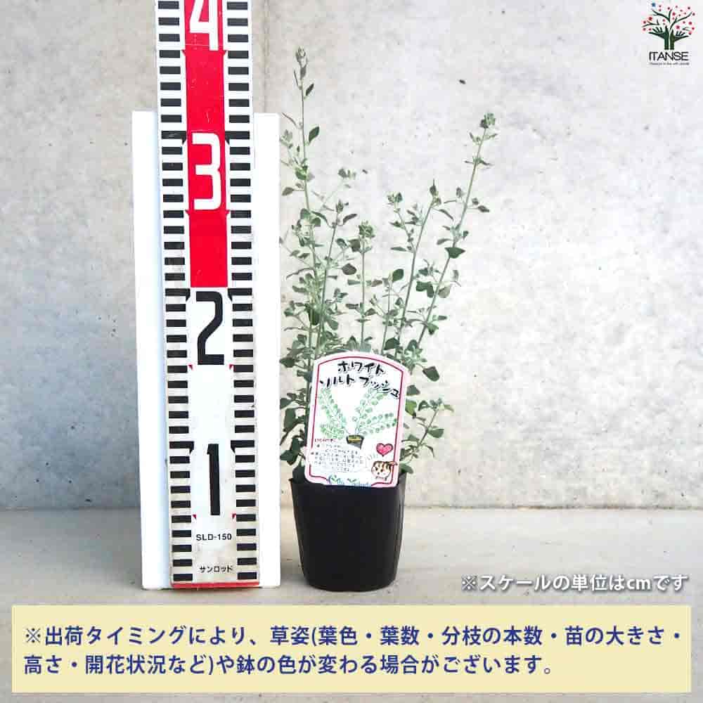 ラゴディア ハスタータ ハスタータ・Wソルトブッシュ 【花苗 3号ポット】｜ 【植物のITANSE】全品送料無料・即出荷!