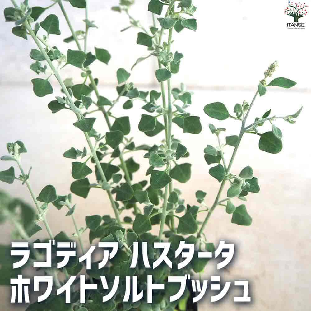 ラゴディア ハスタータ ハスタータ・Wソルトブッシュ 【花苗 3号ポット】｜ 【植物のITANSE】全品送料無料・即出荷!