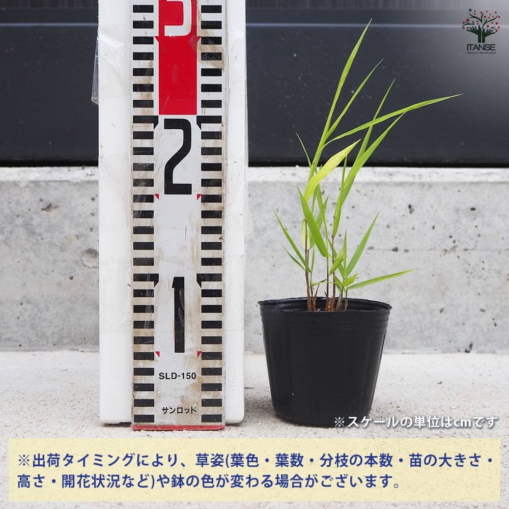 風知草(フウチソウ) 黄金 小 【花苗 3号ポット】｜ 【植物のITANSE】全品送料無料・即出荷!