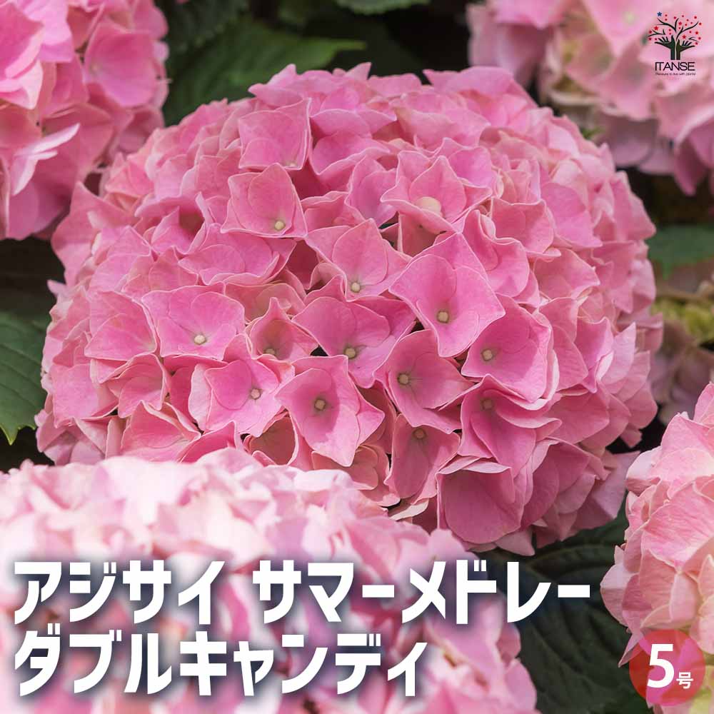 アジサイ サマーメドレー ダブルキャンディ 【花木苗 5号ポット／1個売り】｜ 【植物のITANSE】全品送料無料・即出荷!