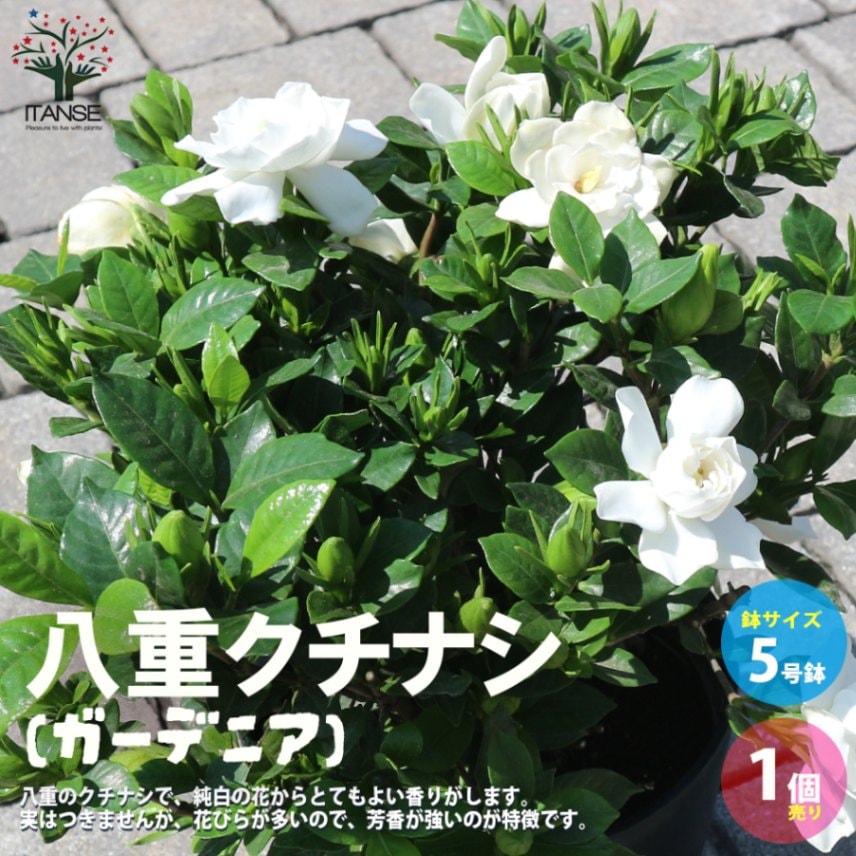 八重クチナシ (ガーデニア) 【庭木 5号鉢／1個売り】｜ 【植物のITANSE】全品送料無料・即出荷!
