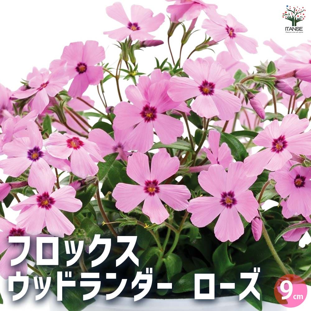フロックス ウッドランダー ローズ 3個【花苗 9cm】｜ 【植物のITANSE】全品送料無料・即出荷!