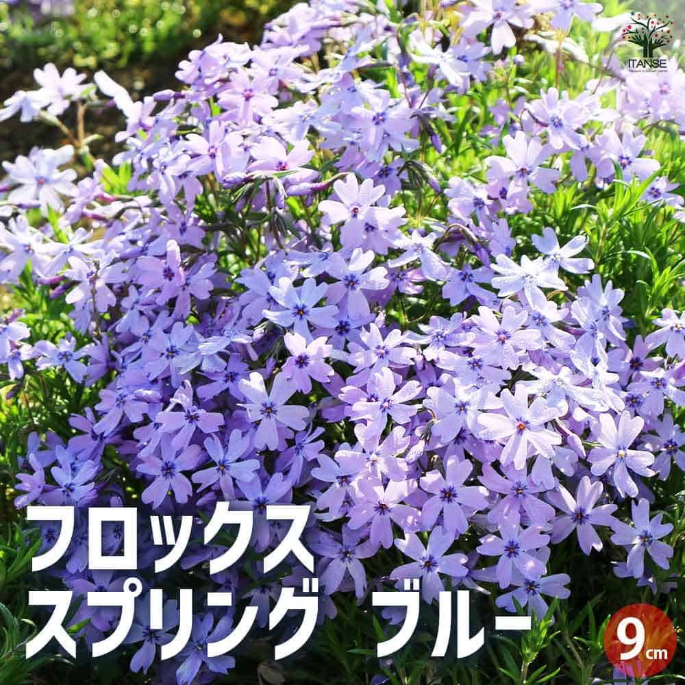 フロックス スプリング ブルー 3個【花苗 9cm】｜ 【植物のITANSE】全品送料無料・即出荷!