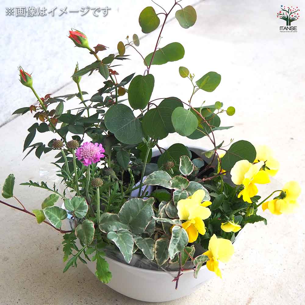ギャザリン ボウル ホワイト 【資材 Sサイズ 季節の花苗＆カラーリーフ寄せ植え風 投げ込みAセット】｜ 【植物のITANSE】全品送料無料・即出荷!