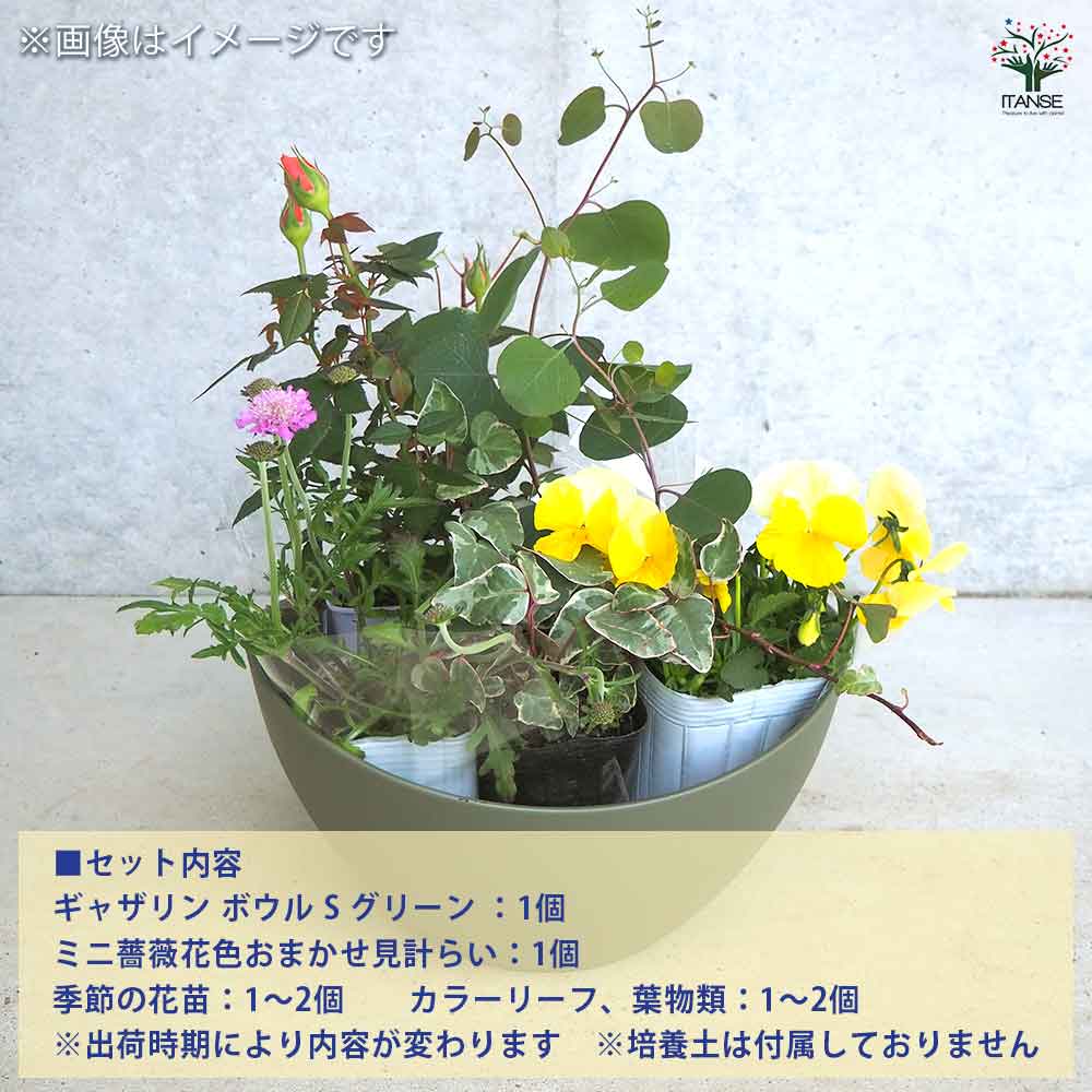 ギャザリン ボウル グリーン 【資材 Sサイズ 季節の花苗＆カラーリーフ寄せ植え風 投げ込みAセット】｜ 【植物のITANSE】全品送料無料・即出荷!