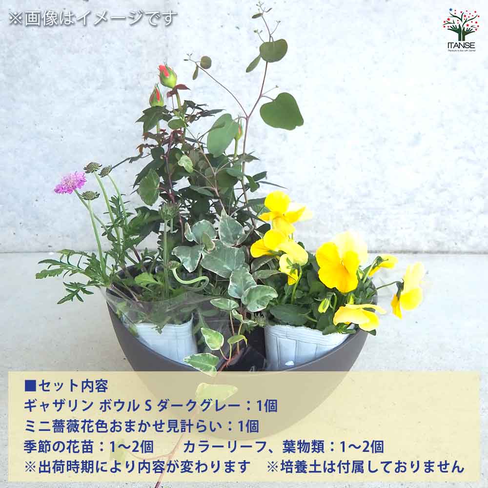 ギャザリン ボウル ダークグレー 【資材 Sサイズ 季節の花苗＆カラーリーフ寄せ植え風 投げ込みAセット】｜ 【植物のITANSE】全品送料無料・即出荷!
