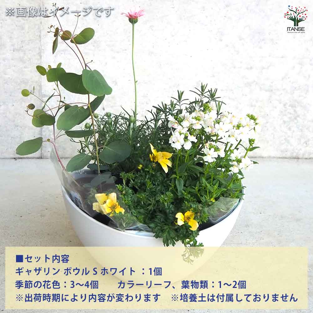 ギャザリン ボウル ホワイト 【資材 Sサイズ 季節の花苗＆カラーリーフ寄せ植え風 投げ込みBセット】｜ 【植物のITANSE】全品送料無料・即出荷!