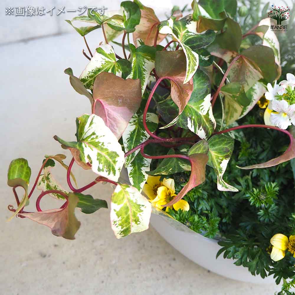 ギャザリン ボウル ホワイト 【資材 Sサイズ 季節の花苗＆カラーリーフ寄せ植え風 投げ込みBセット】｜ 【植物のITANSE】全品送料無料・即出荷!