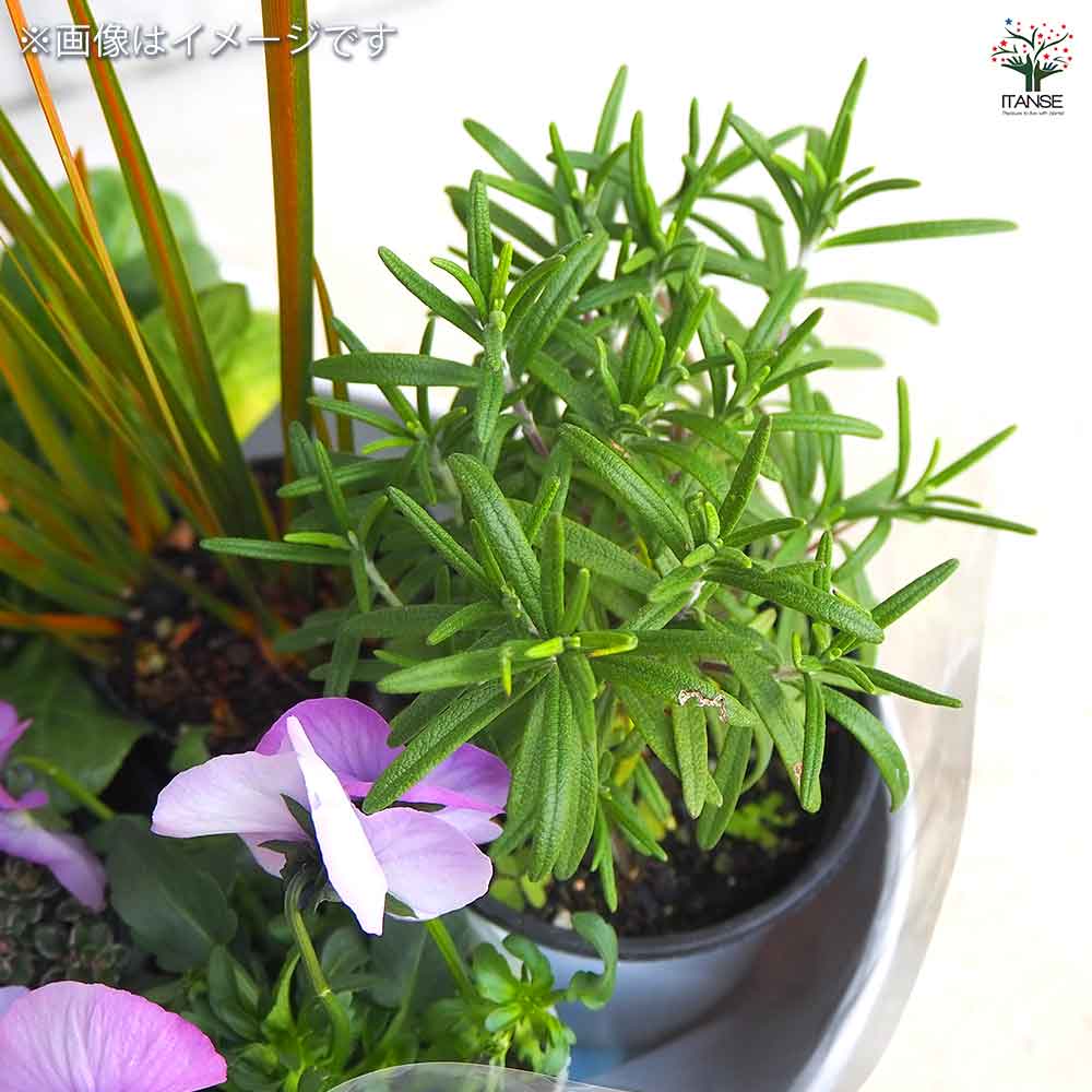 ギャザリン ボウル ホワイト 【資材 Sサイズ 季節の花苗＆カラーリーフ寄せ植え風 投げ込みCセット】｜ 【植物のITANSE】全品送料無料・即出荷!