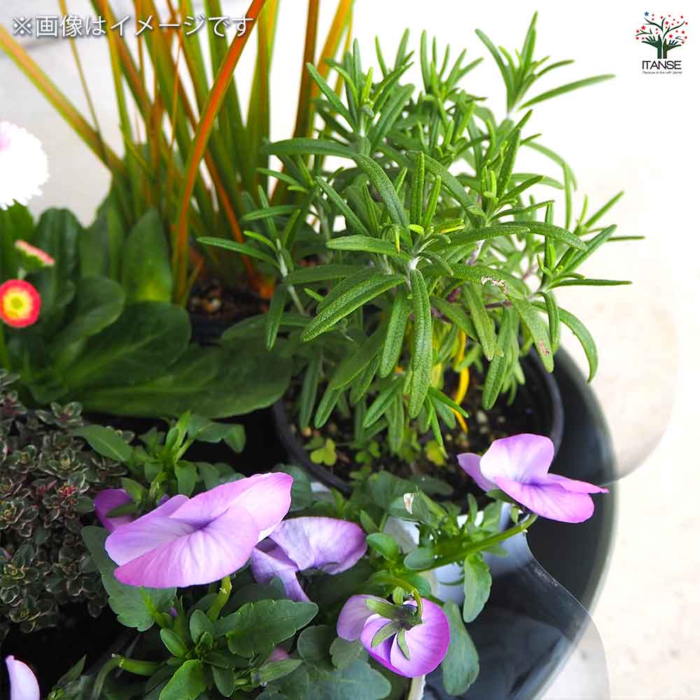 ギャザリン ボウル グリーン 【資材 Sサイズ 季節の花苗＆カラーリーフ寄せ植え風 投げ込みCセット】｜ 【植物のITANSE】全品送料無料・即出荷!