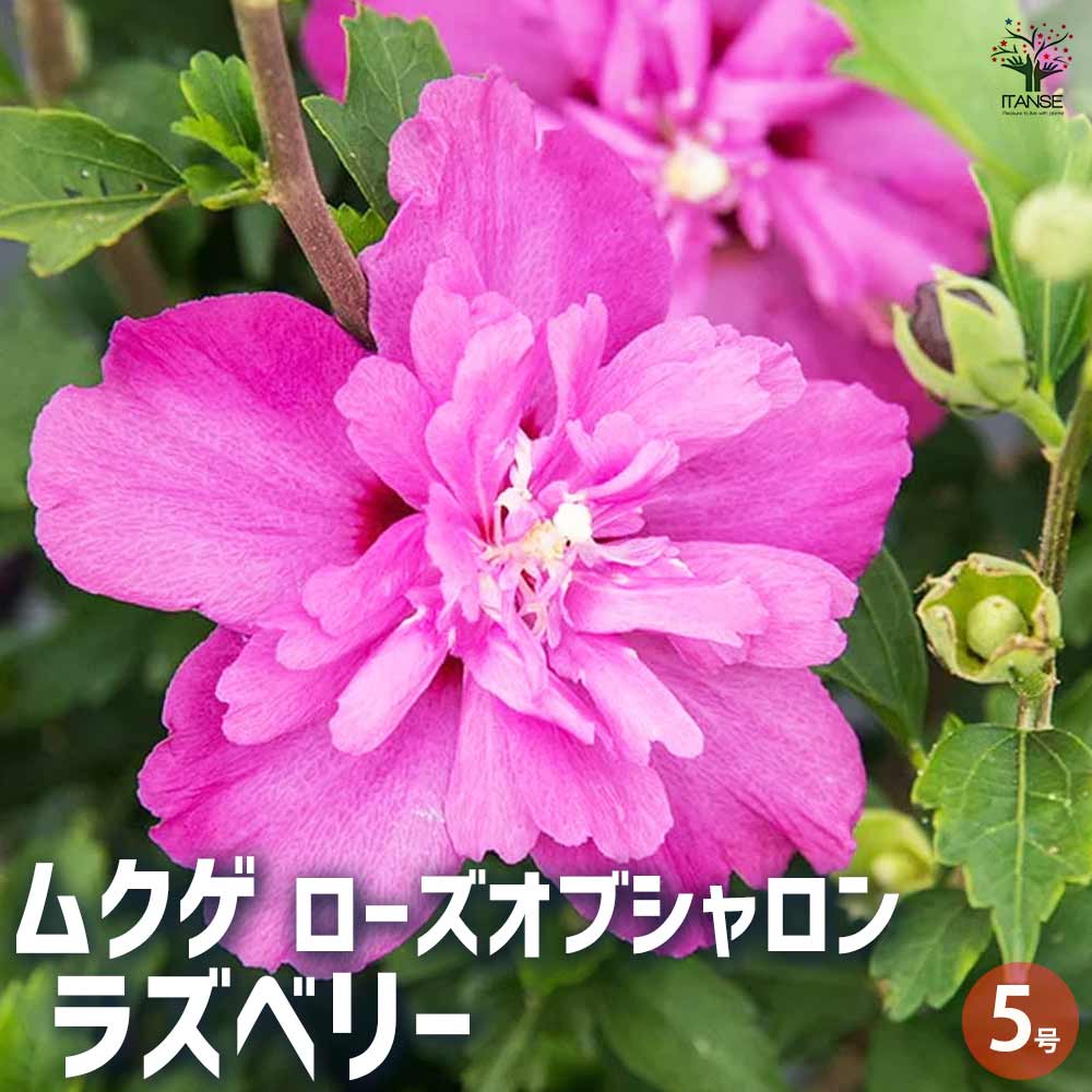 ムクゲ ローズオブシャロン ラズベリー 【花苗 5号】｜ 【植物のITANSE】全品送料無料・即出荷!