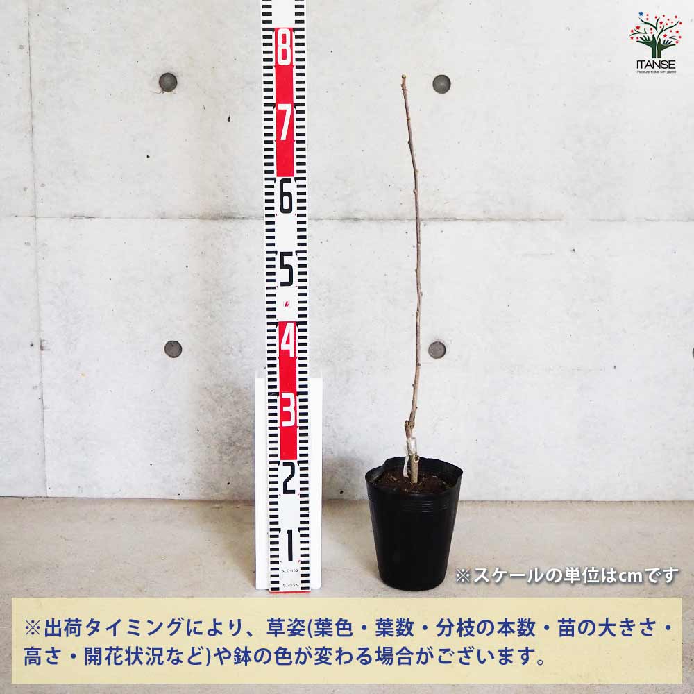 ムクゲ ローズオブシャロン ハワイ 【花苗 5号】｜ 【植物のITANSE】全品送料無料・即出荷!