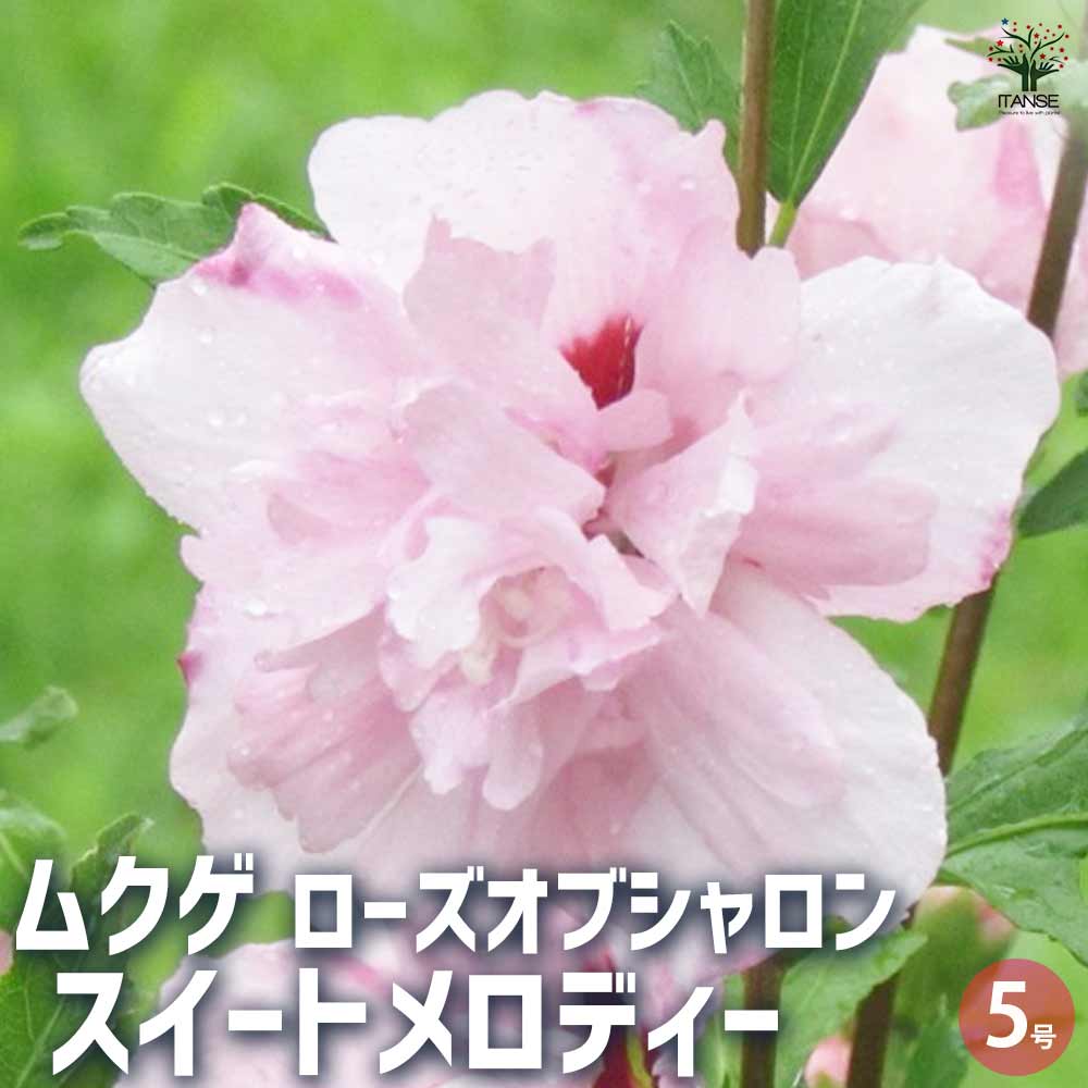 ムクゲ ローズオブシャロン スイートメロディー 【花苗 5号】｜ 【植物のITANSE】全品送料無料・即出荷!