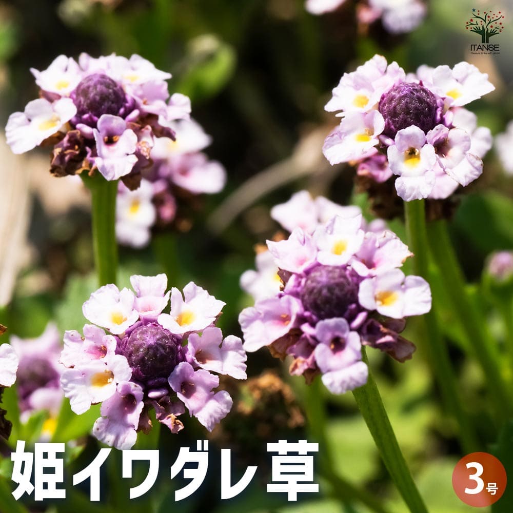 姫イワダレ草(ヒメイワダレソウ)【花苗 3号ポット】｜ 【植物のITANSE】全品送料無料・即出荷!
