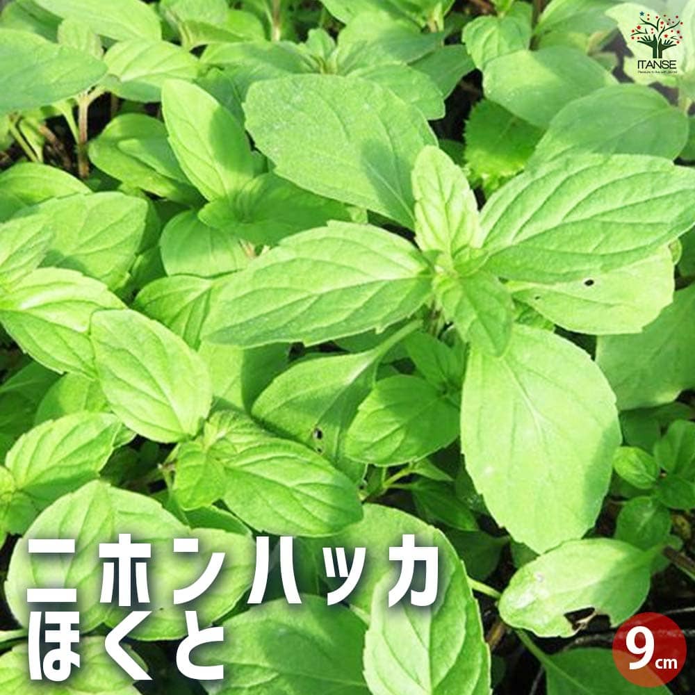 ニホンハッカ ほくと 【ハーブの苗 9cmポット／お買い得3個セット】｜ 【植物のITANSE】全品送料無料・即出荷!