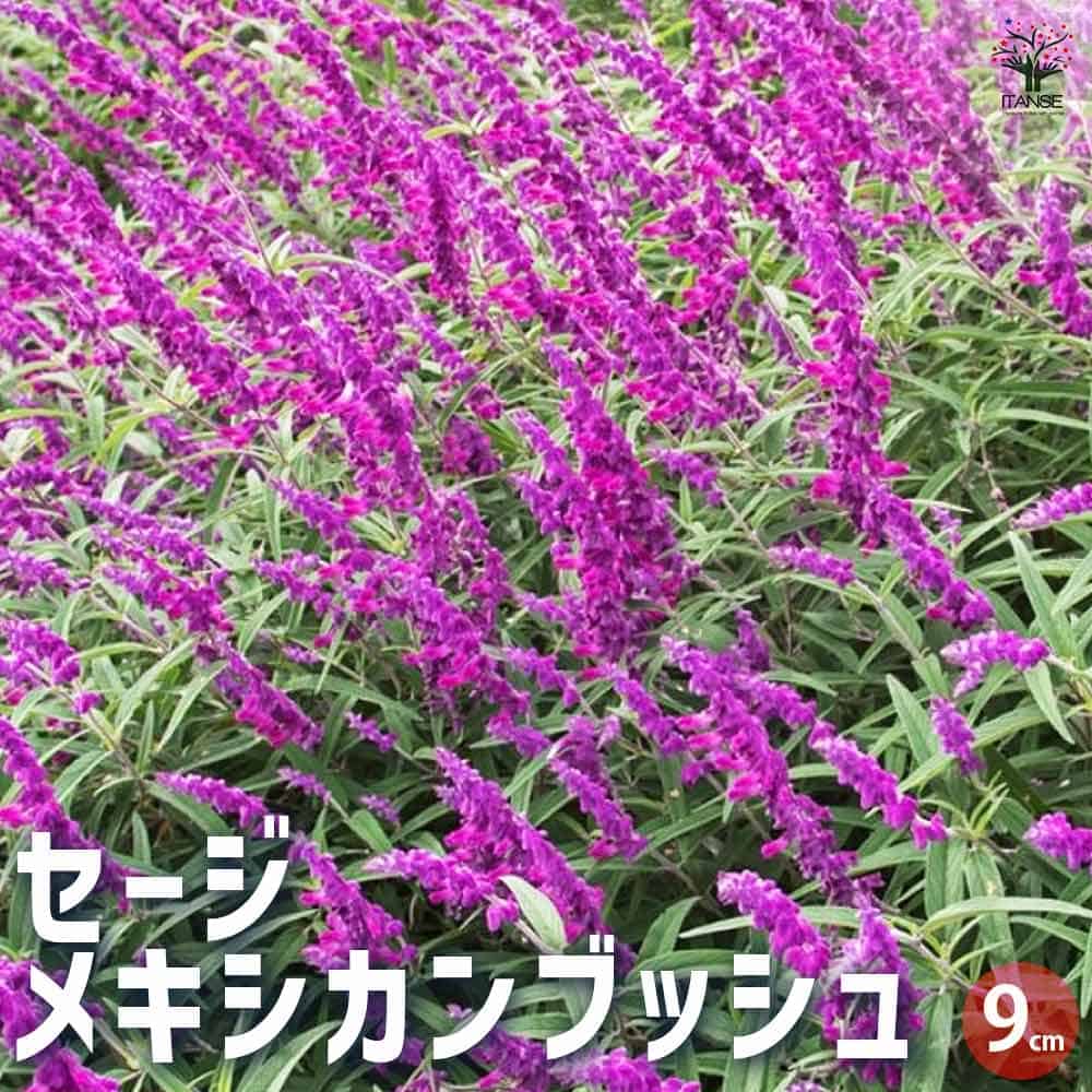 セージ メキシカンブッシュ 【ハーブの苗 9cmポット／お買い得3個セット】｜ 【植物のITANSE】全品送料無料・即出荷!