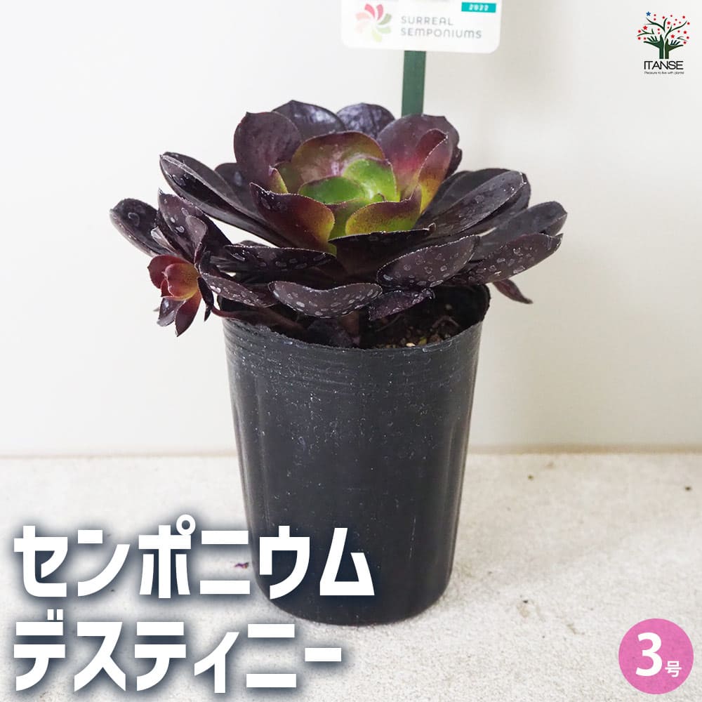 センポニウム デスティニー 【多肉植物 3号ポット】｜ 【植物のITANSE】全品送料無料・即出荷!