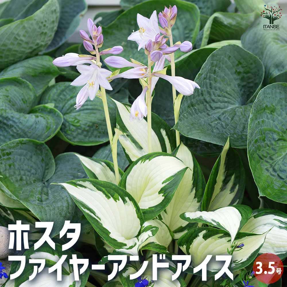 ホスタ ファイヤーアンドアイス 【花苗 3.5号ポット／1個売り】｜ 【植物のITANSE】全品送料無料・即出荷!