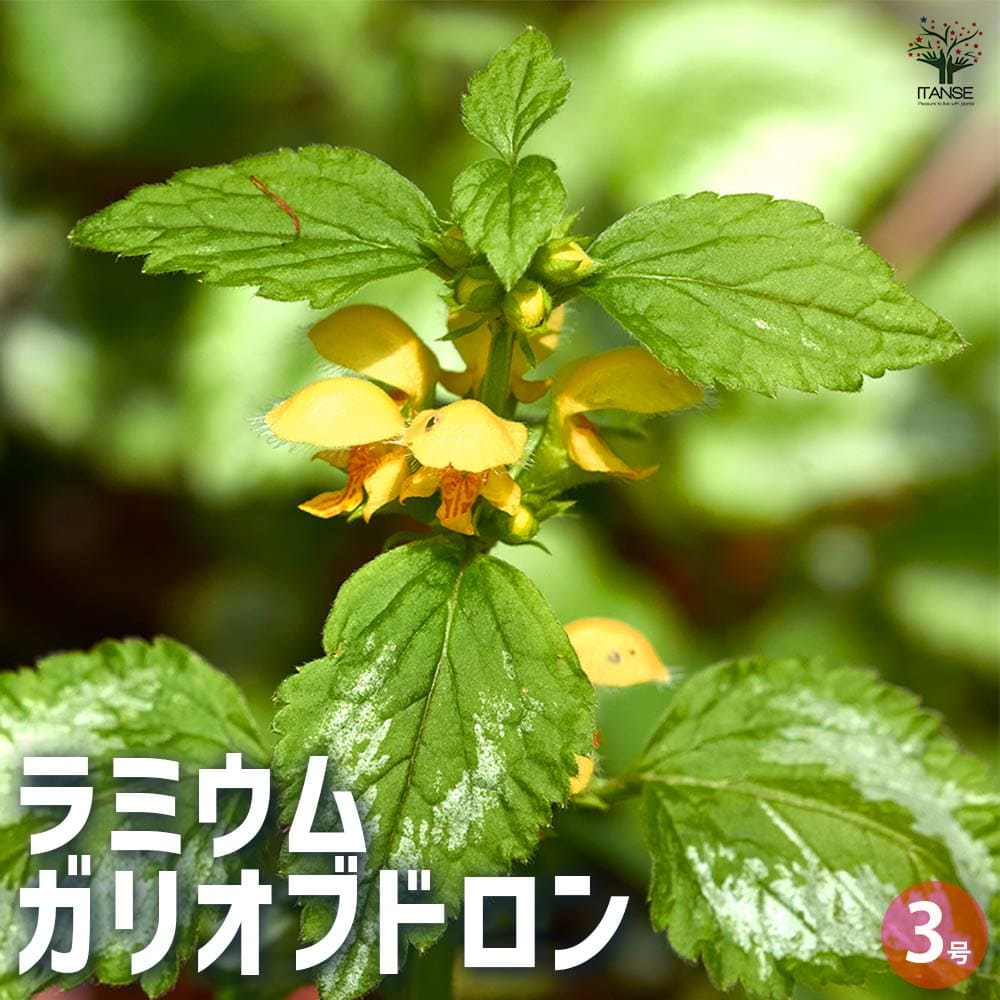 ラミウム ガリオブドロン 【花苗 3号ポット】｜ 【植物のITANSE】全品送料無料・即出荷!