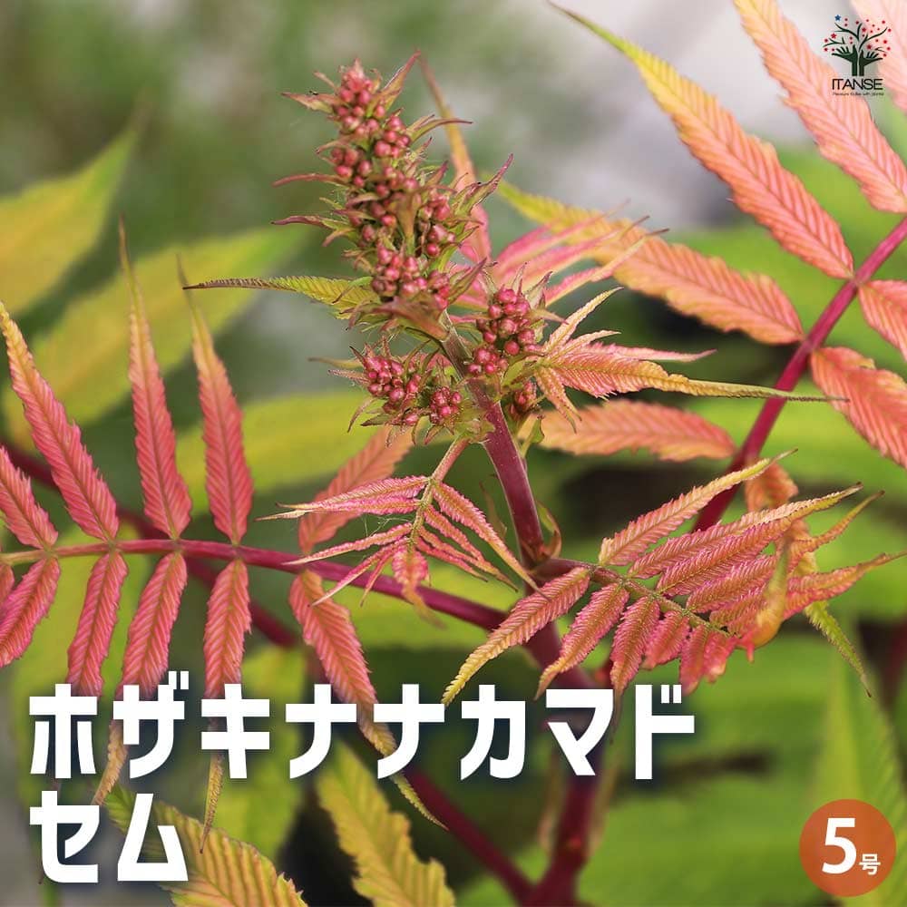 ホザキナナカマド セム 【花木苗 5号鉢／1個売り】｜ 【植物のITANSE】全品送料無料・即出荷!