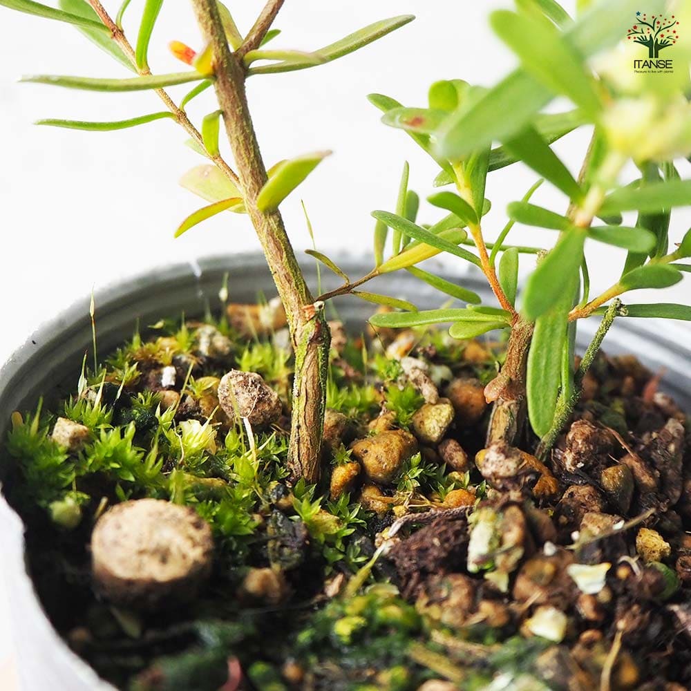 ヒポカリマ ブライトモーニング 【花苗 3号ポット】｜ 【植物のITANSE】全品送料無料・即出荷!