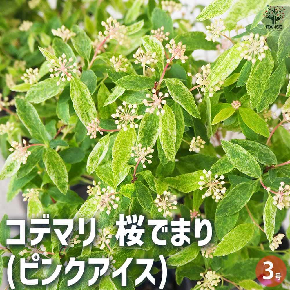 コデマリ 桜でまり(ピンクアイス) 【花苗 3号ポット】｜ 【植物のITANSE】全品送料無料・即出荷!