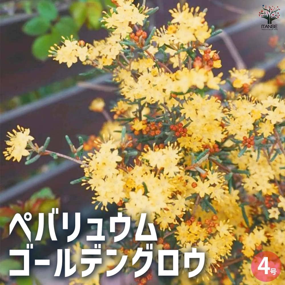 ペバリュウム ゴールデングロウ 【花木苗 4号ポット／1個売り】｜ 【植物のITANSE】全品送料無料・即出荷!