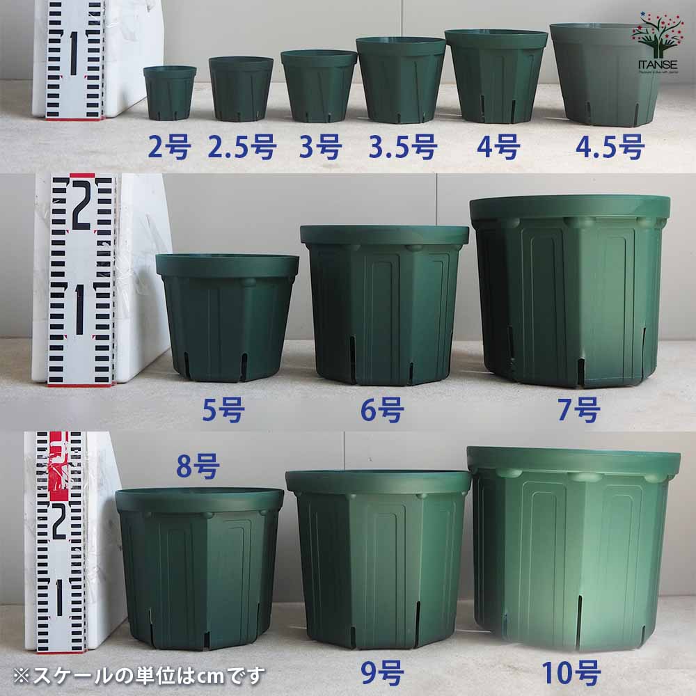 スリット鉢 2号～10号セット 【プラ鉢 12種類／各1個】｜ 【植物のITANSE】全品送料無料・即出荷!