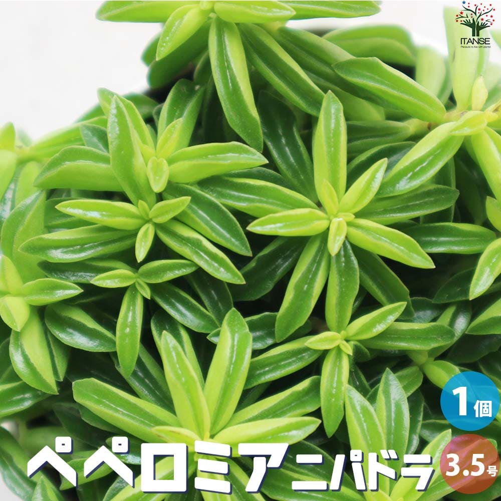 ペペロミア ニパドラ 【観葉植物 3.5号鉢／1個売り】｜ 【植物のITANSE】全品送料無料・即出荷!