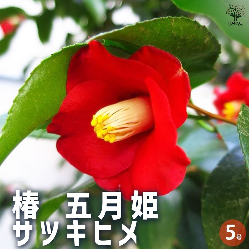 椿 五月姫 【花木苗 5号Lサイズ／1個売り】｜ 【植物のITANSE】全品送料無料・即出荷!